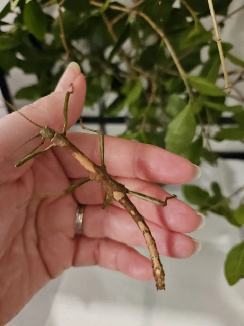 10 LAMPONIUS GUERINI (Guadeloupe Stick Insect) eggs laid December 2023 ...