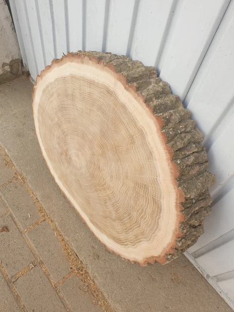 BAUMSCHEIBE EICHE 45-50CM Holzscheibe Tischplatte Dekoration EUR 26,99 - PicClick DE