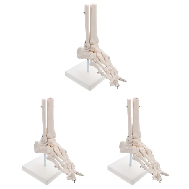 FOOT ANATOMY MODEL Human Skeleton Anatomy Skeleton 3d Anatomy £116.99 ...