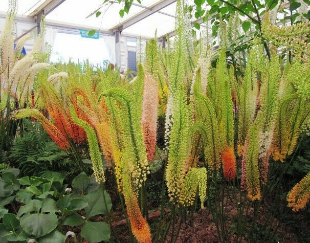 FOXTAIL LILY MIX Desert Candle Eremurus Hardy Perennial, 5 Large Seeds ...
