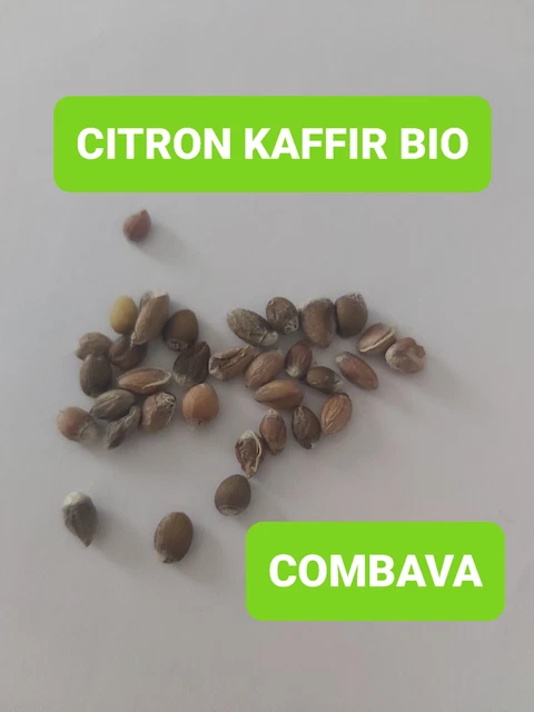 7 GRAINES BIO de CITRON KAFFIR/COMBAVA du CONGO citrus Hystrix citron ...