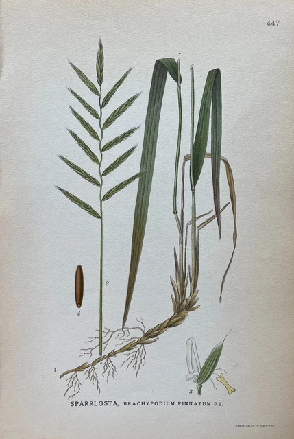 ANTIQUE LITHOGRAPHY PRINT -Botanical Art - Brachypodium Pinnatum - Tor ...
