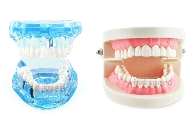 DENTAL TEETH MODEL Teach Study Teaching Implant Adult Analysis ...