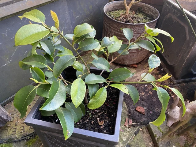 RARE - CLEYERA Japonica SAKAKI scented flowers Evergreen Plant Sacred ...