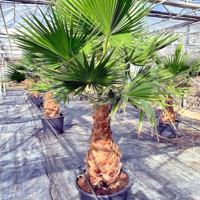 10 MEXICAN FAN Palm Tree Seeds (Washingtonia robusta) Tropical Exotic ...