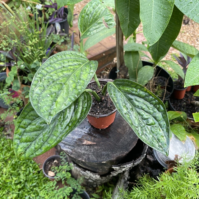 MONSTERA PERU ‘GREEN Galaxy’ -RARE Rooted House Plant (1) 3” POT EUR 20 ...