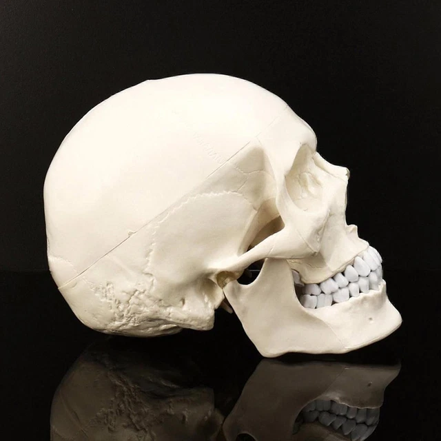 MEDMOD SKULL ANATOMY Model Skeleton Life Size Skull Model MedMod Q0H0 ...