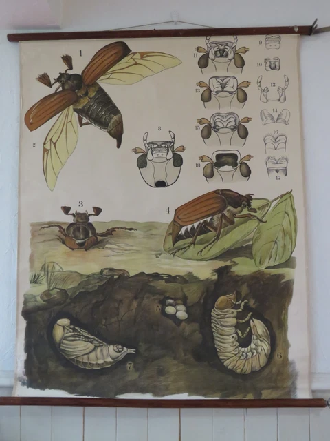 VINTAGE PULL DOWN School Chart Of May Bug Cockchafer Doodlebug ...