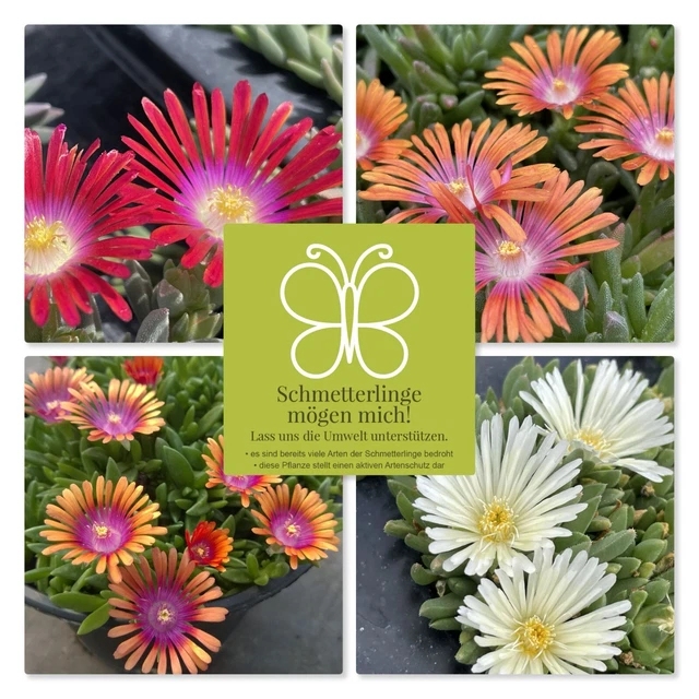 WINTERHARTE MITTAGSBLUME DELOSPERMA Staude 3- 5cm Ballen Trixi Mix 6 ...