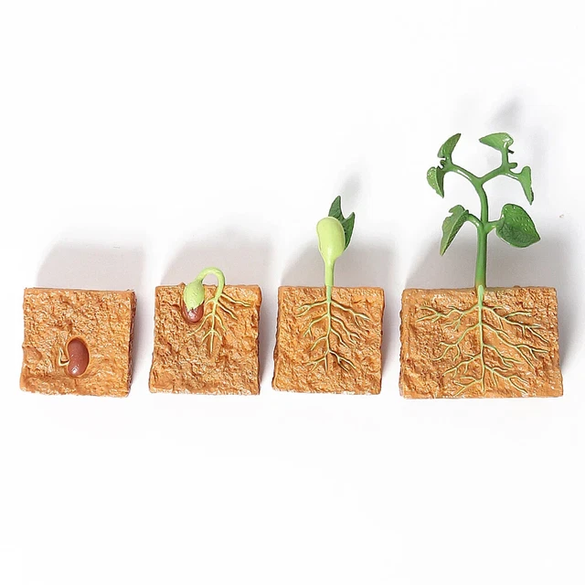 FIGURINE PLANT GROWTH Cycle Model Simulation Life Cycle Green Bean ...