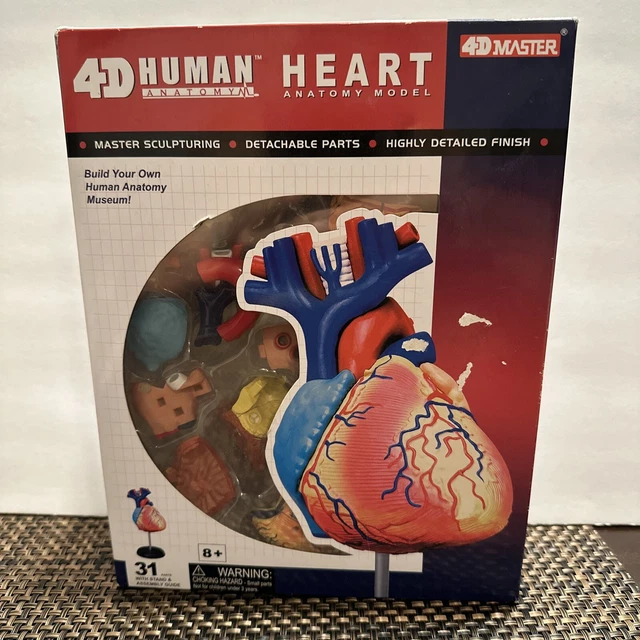 4D HUMAN HEART Anatomy Model 31 Parts With Stand & Assembly Guide ...