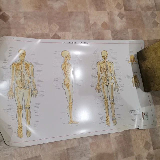 VINTAGE HUMAN ANATOMY Body Wall Chart. Anatomical Poster. The Skeletal ...