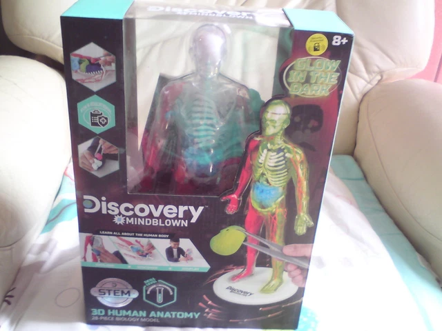 NEW DISCOVERY 3D Human ANATOMY Biology Model (Glow’s in The Dark) £14. ...