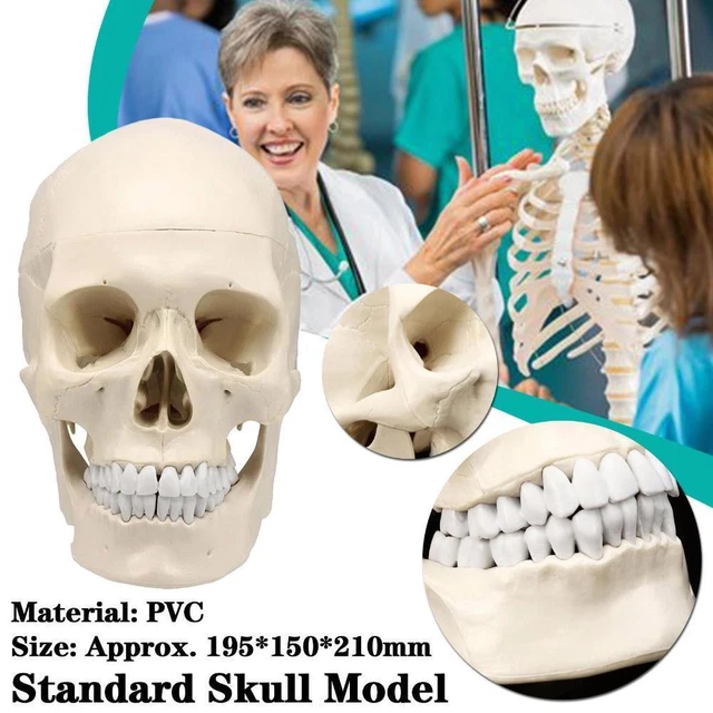 LIFE SIZE HUMAN Anatomical Anatomy Resin Head Bone νж B1X0 Skull ...