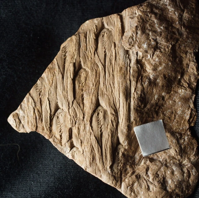 VERY RARE FOSSIL plant species Lepidodendron serpentigerum scale tree ...