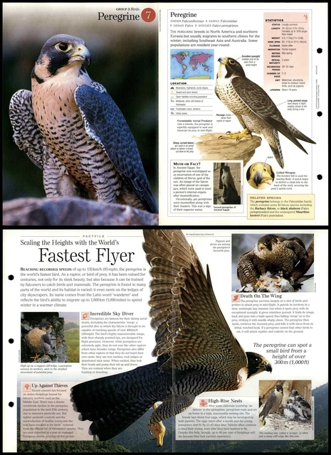 PEREGRINE #7 BIRDS - Discovering Wildlife Fact File Fold-Out Card £1.99 ...