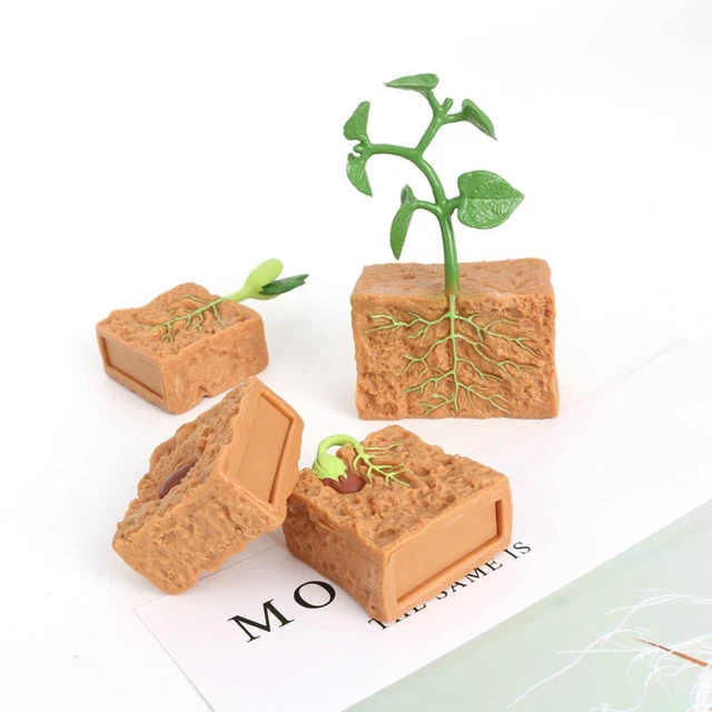 LIFE CYCLE OF Green Plant, Bean Stages Plant Model Early Education ...