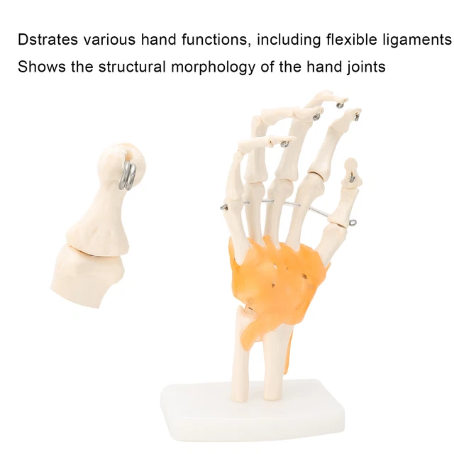 1PC ARM HAND Joint Anatomical Skeleton Model Human Medical Anatomy ...