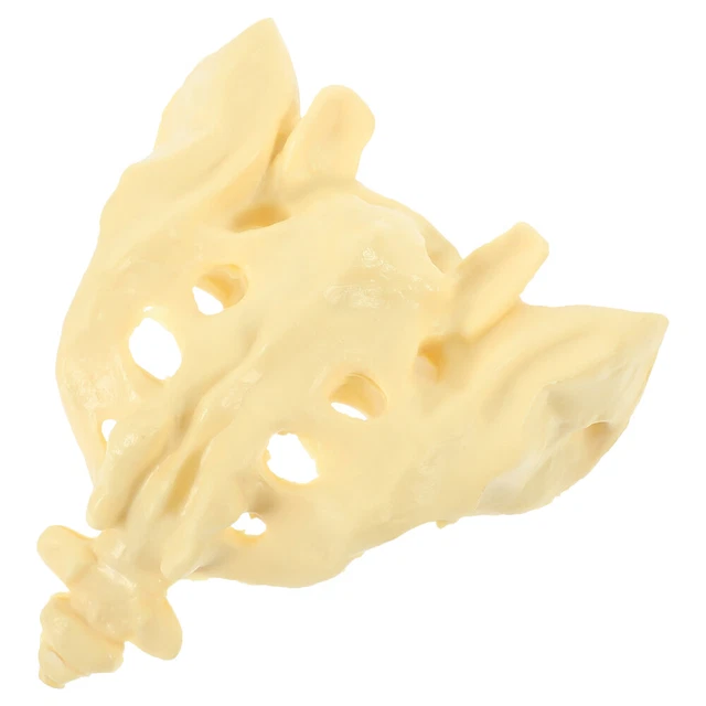 Human Sacrum Anatomy Model Training Medical Bone Lumbar Vertebrae Body