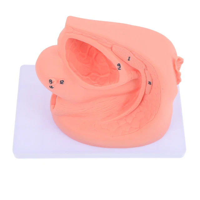 CATHETERIZATION MODEL ANATOMICAL Anatomy Models Human Body Mold £30.68 ...