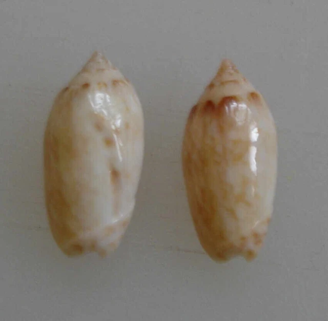 OLIVA RETICULARIS (X2) Martinique 22,2 et 22,6mm n 18 EUR 1,00 ...