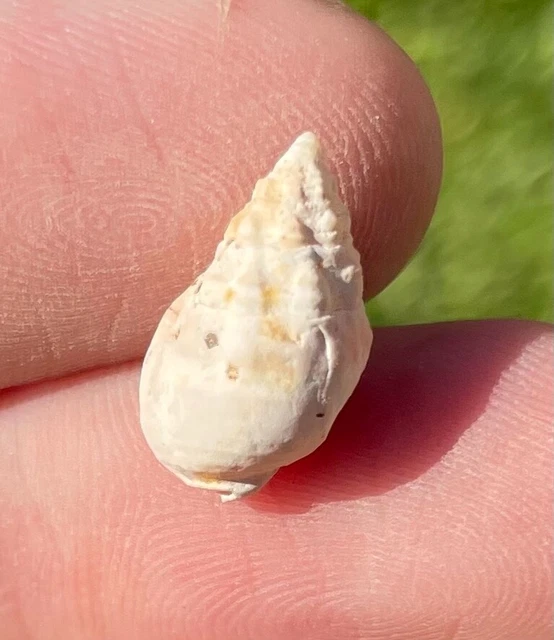 CALIFORNIA FOSSIL GASTROPOD Nassarius tegulus Pleistocene Mammoth Age ...