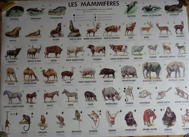 TABLEAU SCOLAIRE &LES Mammiferes" Edition M. D. I. EUR 30,00 - PicClick FR