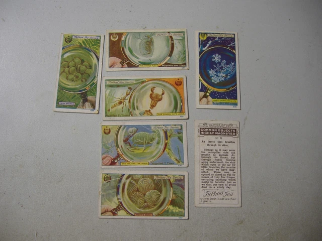 TYPHOO TRADE CARDS Common Objects Highly Magnified 7/25 (6199)variable ...