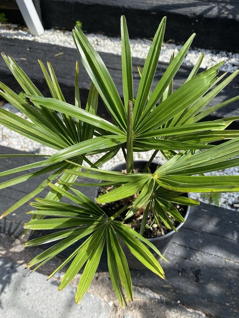 TRACHYCARPUS WINSAN 360* 3lt £20.00 - PicClick UK