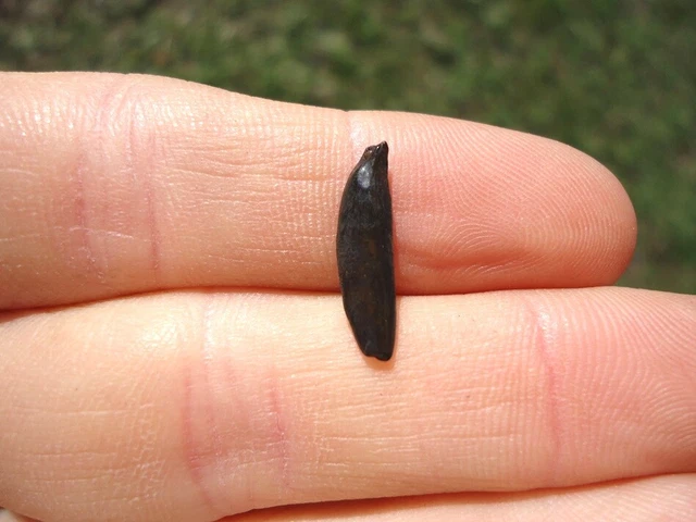 RARE STRIPED SKUNK Canine Tooth Florida Fossils Teeth Carnivore Ice Age ...