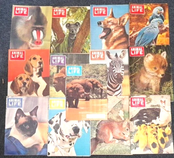 ANIMAL LIFE MAGAZINE Large Job Lot Of 13 Issues 1960s Animal ...