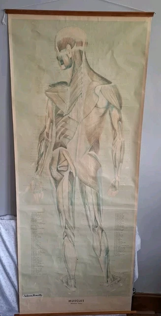 VINTAGE ADAM ROUILLY Wall Chart Muscles posterior View £219.99 ...