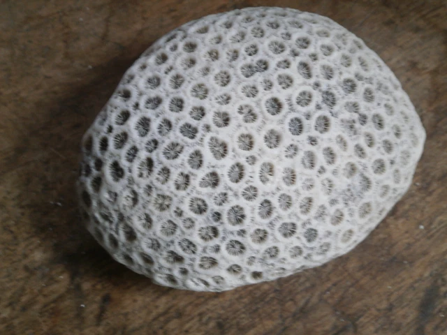 COLLECTION CORAUX FOSSILE magnifique 196 g 10x8x5 cm EUR 18,00 - PicClick FR