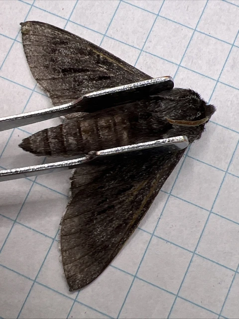 SPHINGIDAE LAPARA BOMBYCOIDES? WOW!! SPH 060 2025 MB, Canada $6.99 ...