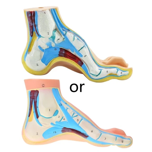 FOOT ANATOMICAL MODEL, Foot Anatomy Model Including Muscles, Ligaments ...