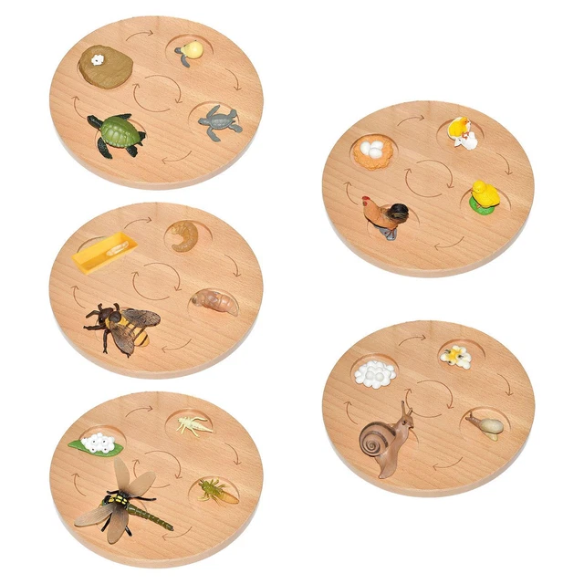 LIFE CYCLE TRAY Preschool Cognitive Toy, Realistic Biology Puzzle ...