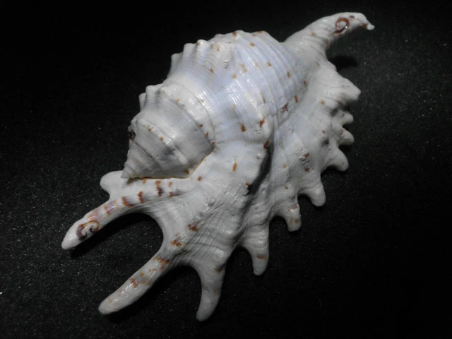 VERY RARE! PURPLE LAMBIS (LAMBIS) (PURPLE SPIDER CONCH) INDIAN OCEAN No ...