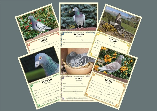NEW RACING PIGEON Award Prize Cards 23 Sets Audrey Lawrence Johnson £29 ...