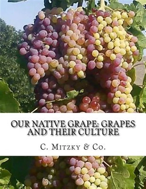 OUR NATIVE GRAPE: Grapes and Their Culture: A List of Old and New Grape ...