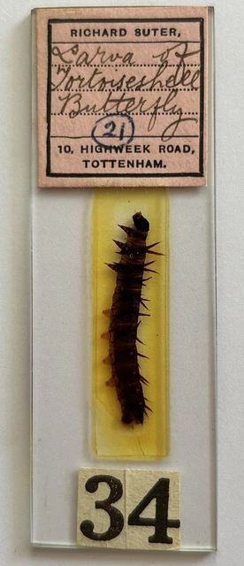 ANTIQUE WHOLE INSECT Microscope Slide. Larvae Of Tortoiseshell ...