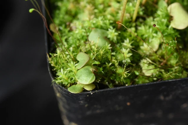 UTRICULARIA NEPHROPHYLLA X geminiloba - Carnivorous Plant Bladderwort ...
