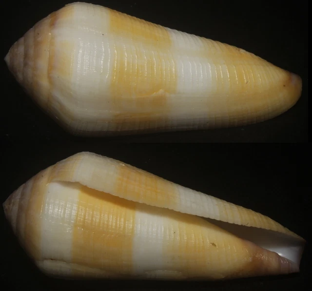 TONYSHELLS SEASHELLS CONUS terebra CONE SNAIL 69.2mm F+++ Superb Color ...