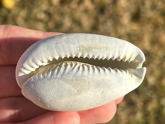 FLORIDA FOSSIL GASTROPOD Siphocypraea problematica Cypraea Cowrie Shell ...