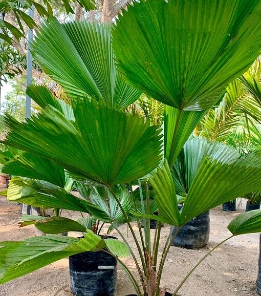 PALMERA ABANICO Licuala grandis 20 semillas seeds EUR 11,99 - PicClick FR