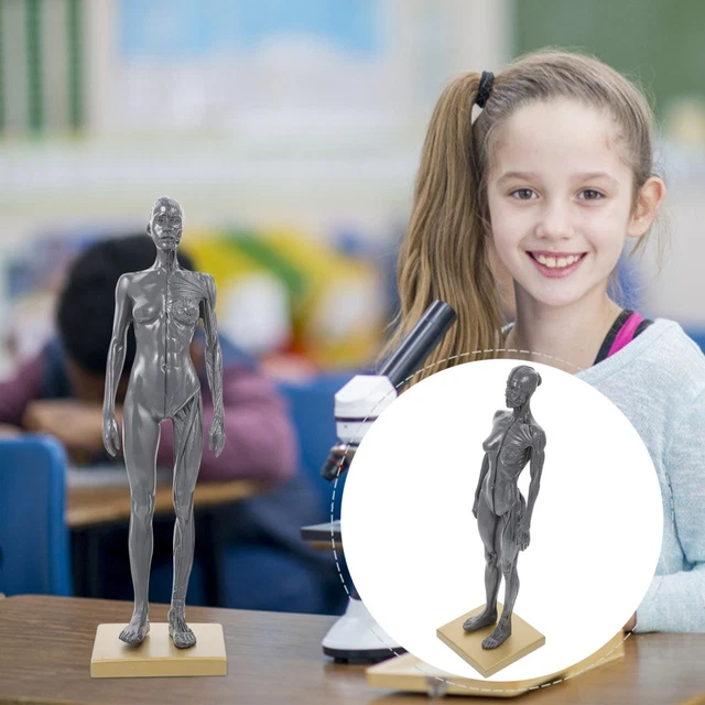 HUMAN WOMEN MUSCLE Structure Model Muscle Structure Model Body Anatomy ...