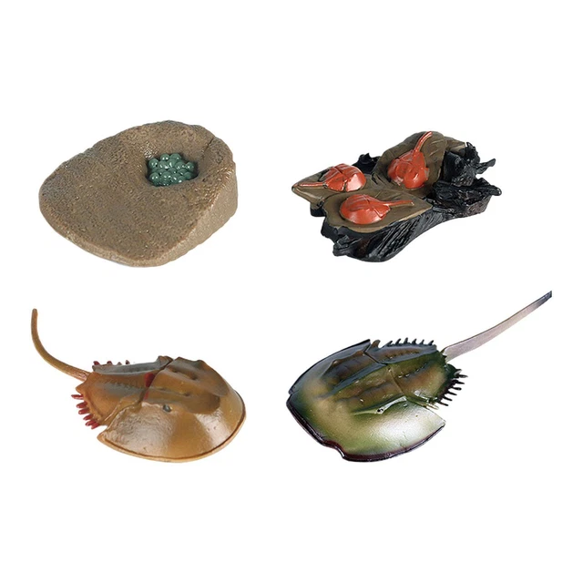 CHINESE HORSESHOE CRAB Life Cycle Set Animal Growth Cycle Learning ...