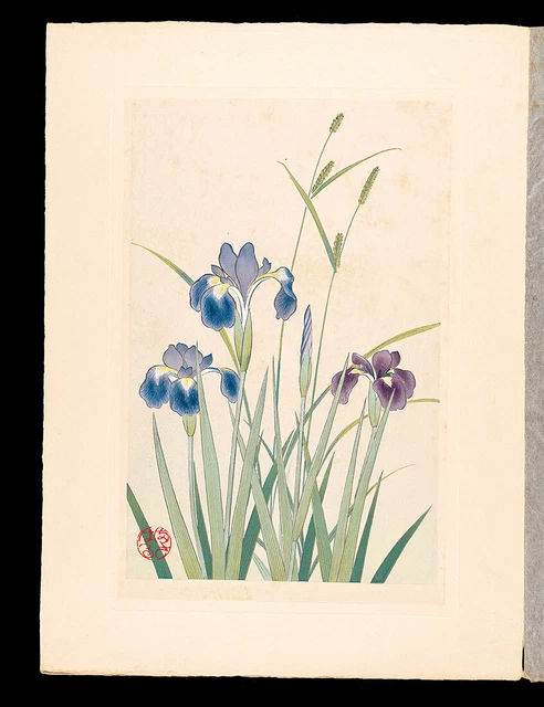 INOUE MASAHARU &IRIS sanguinea and Cyperus aphyllopus and Japanese ...