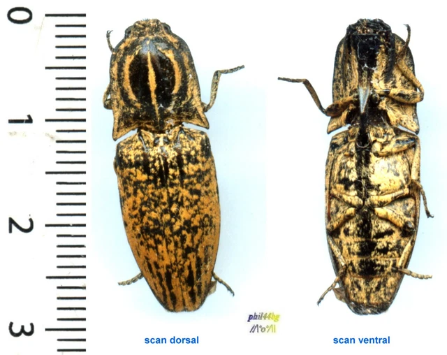 ELATERIDAE - LYCOREUS MADAGASCARIENSIS - Entomologie . insecte 1587N ...