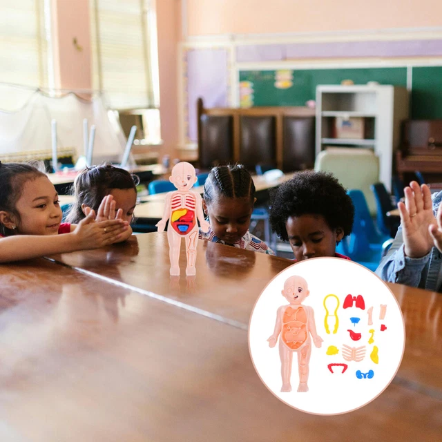 DIY HUMAN BODY Assembly Toy Anatomy Model for Kids Interactive Learning ...