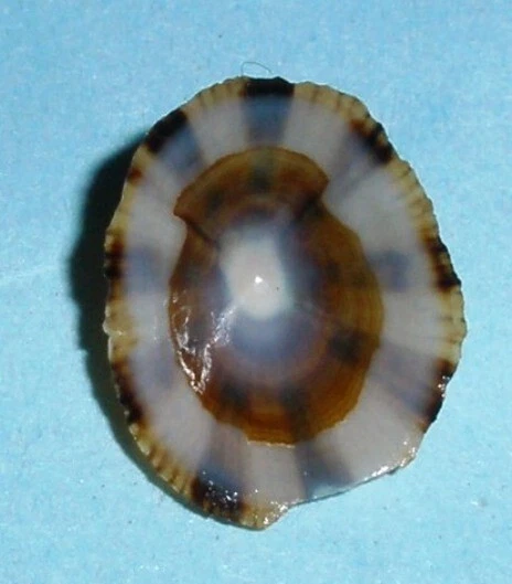 PATELLOIDA PYGMAEA - LOTTIIDAE - Philippines Seashell - 12.5mm F+/F++ #1787 $2.25 - PicClick AU